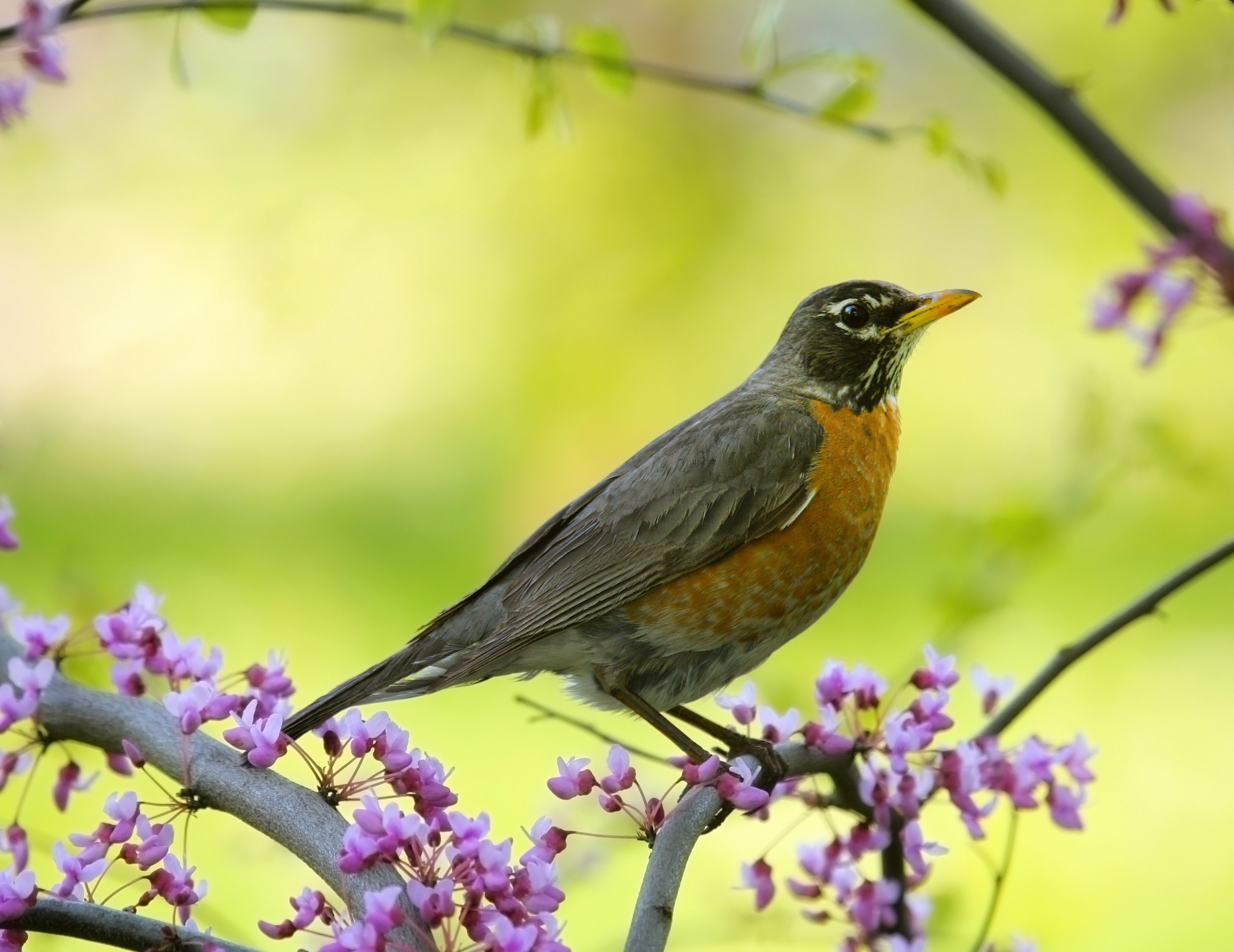 Have You Seen the First Robin of Spring Yet? | Lyric Wild Bird Food