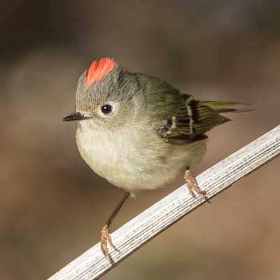 Ruby-crowned Kinglet | Lyric Wild Bird Food