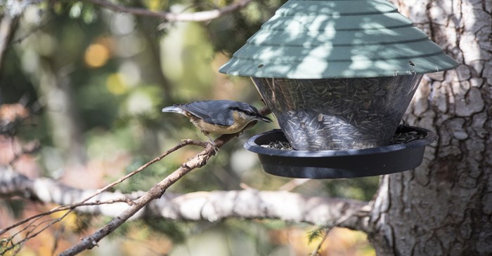 Fall Bird Feeding 101 | Lyric Wild Bird Food