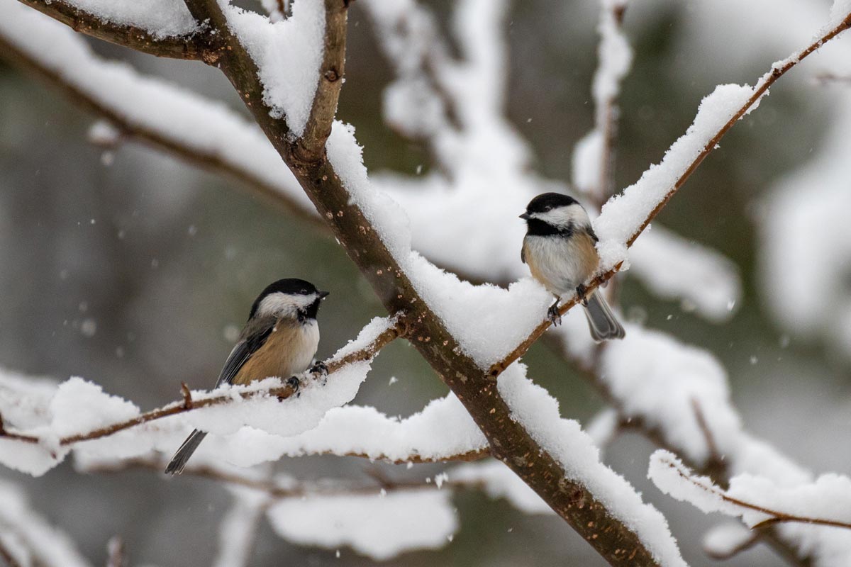 Winter Birdwatching: How Chickadees Keep Foraging Flocks Together ...