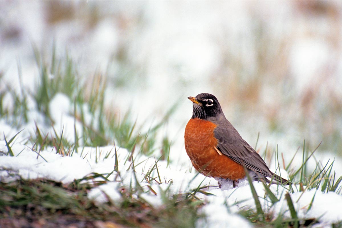 5 Early Birds to Look for Before Spring Arrives | Lyric Wild Bird Food