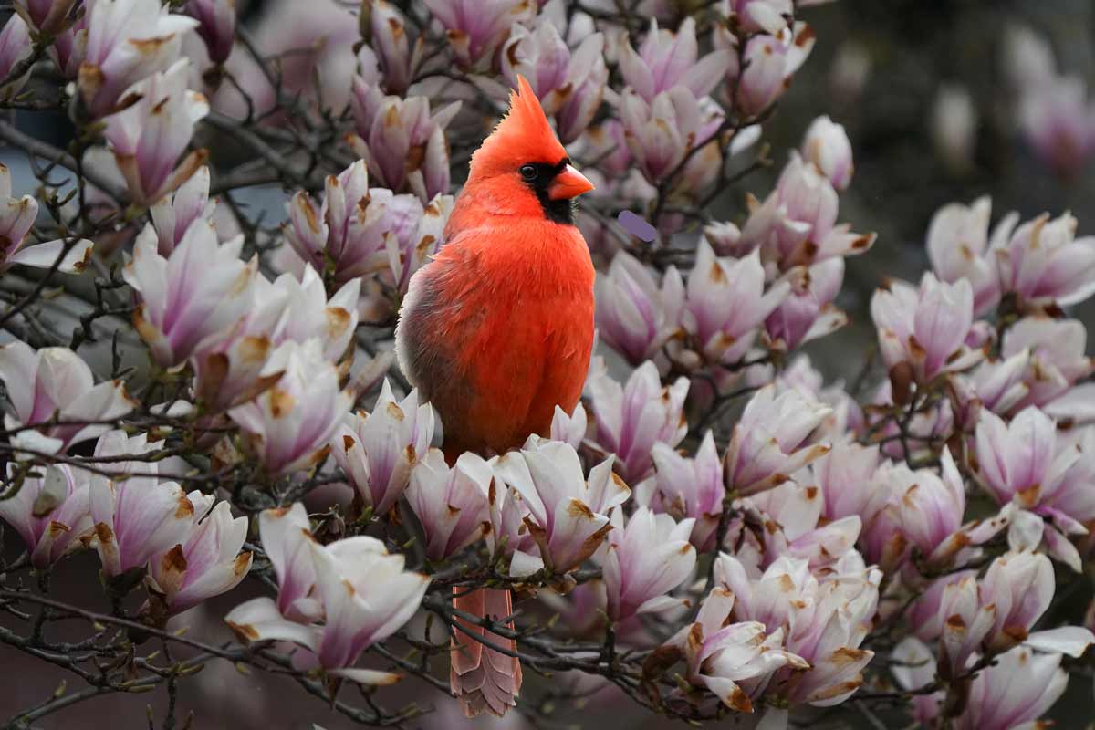 5 Territorial Songbirds You'll Find in Your Backyard | Lyric Wild Bird Food