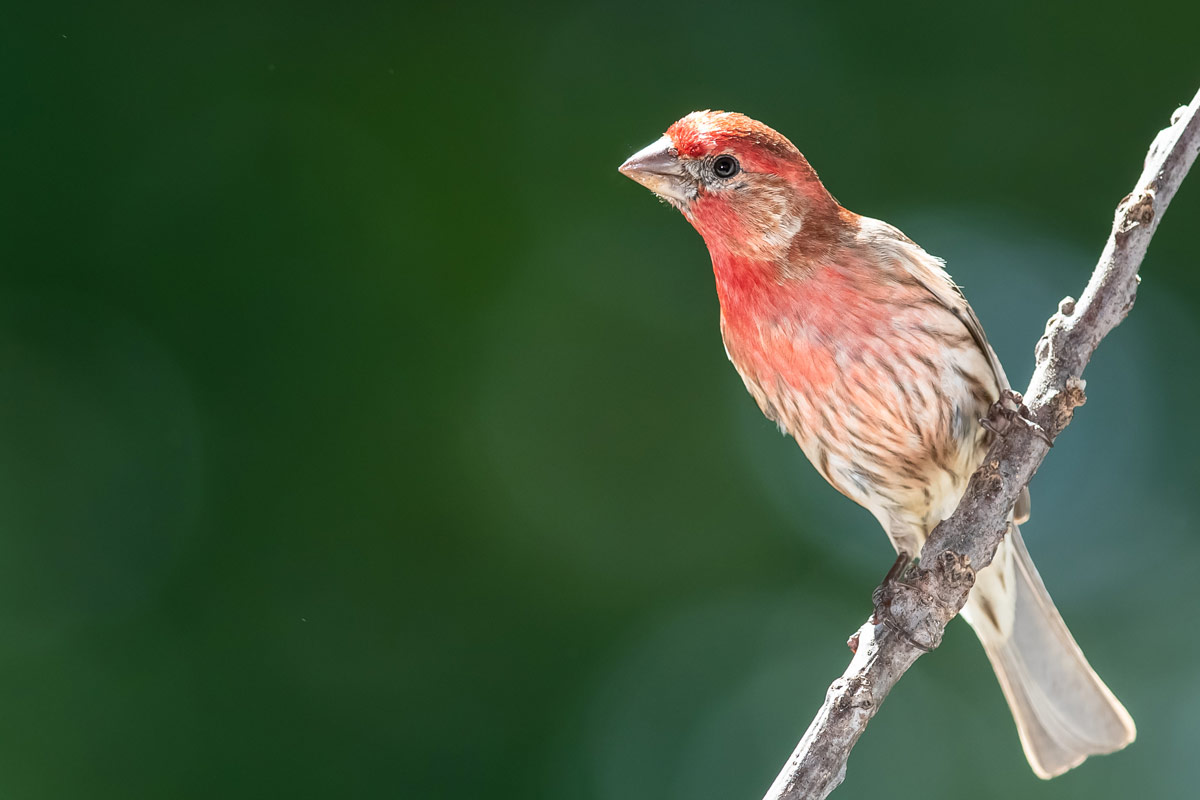 Red Finches