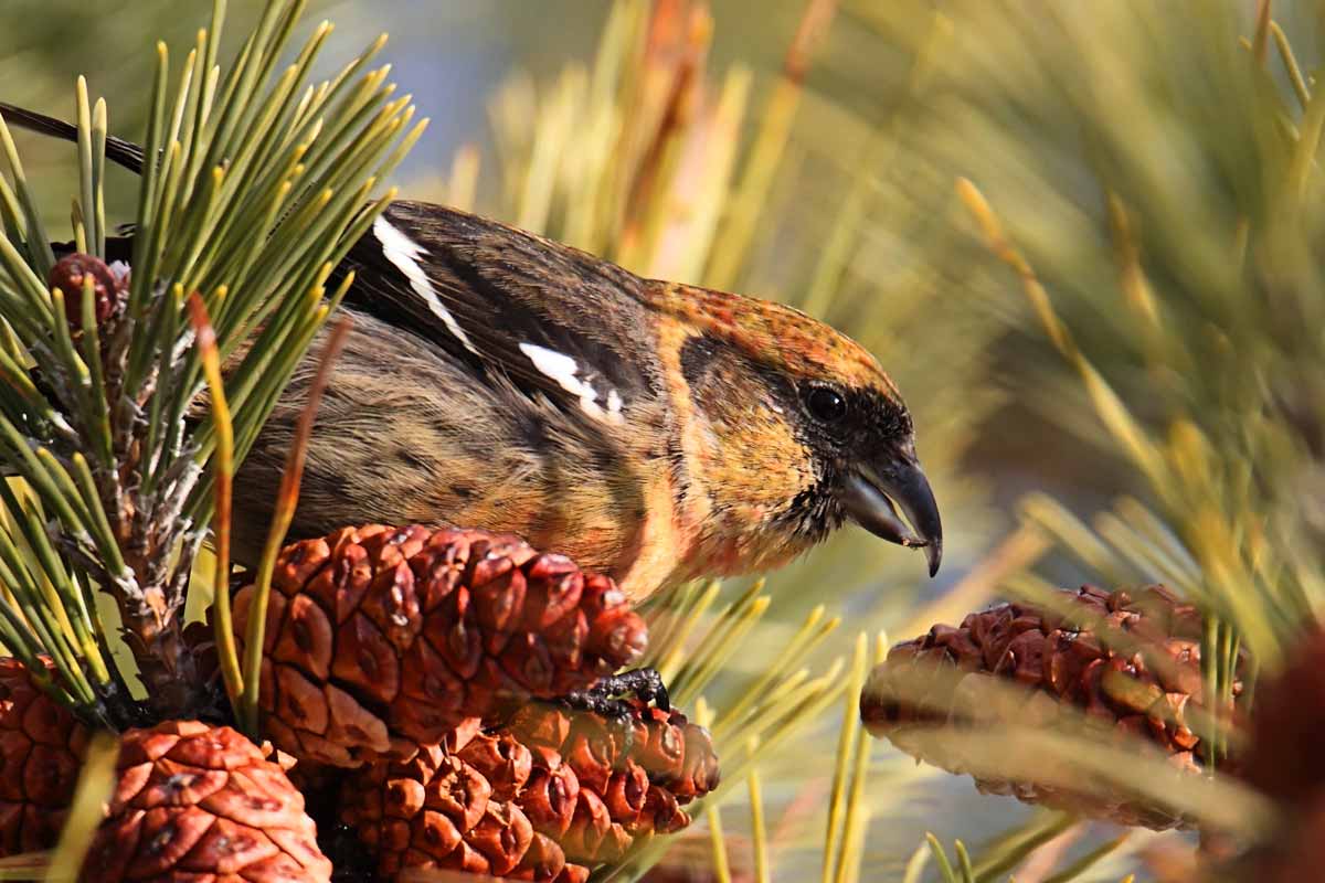 Fun Facts About the White-winged Crossbill | Lyric Wild Bird Food