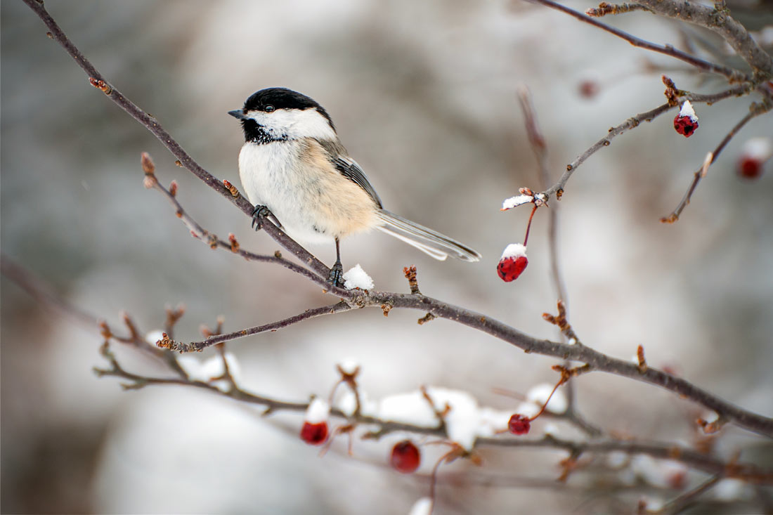 Can Birding Beat the Winter Blues? | Lyric Wild Bird Food