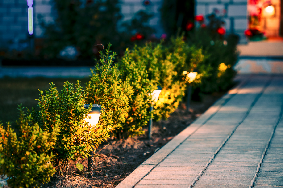 Tips to Achieve Bird-Friendly Lighting in Your Yard | Lyric Wild Bird Food