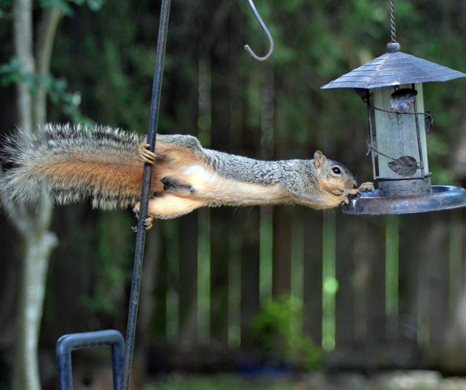 Squirrel bird feeder store