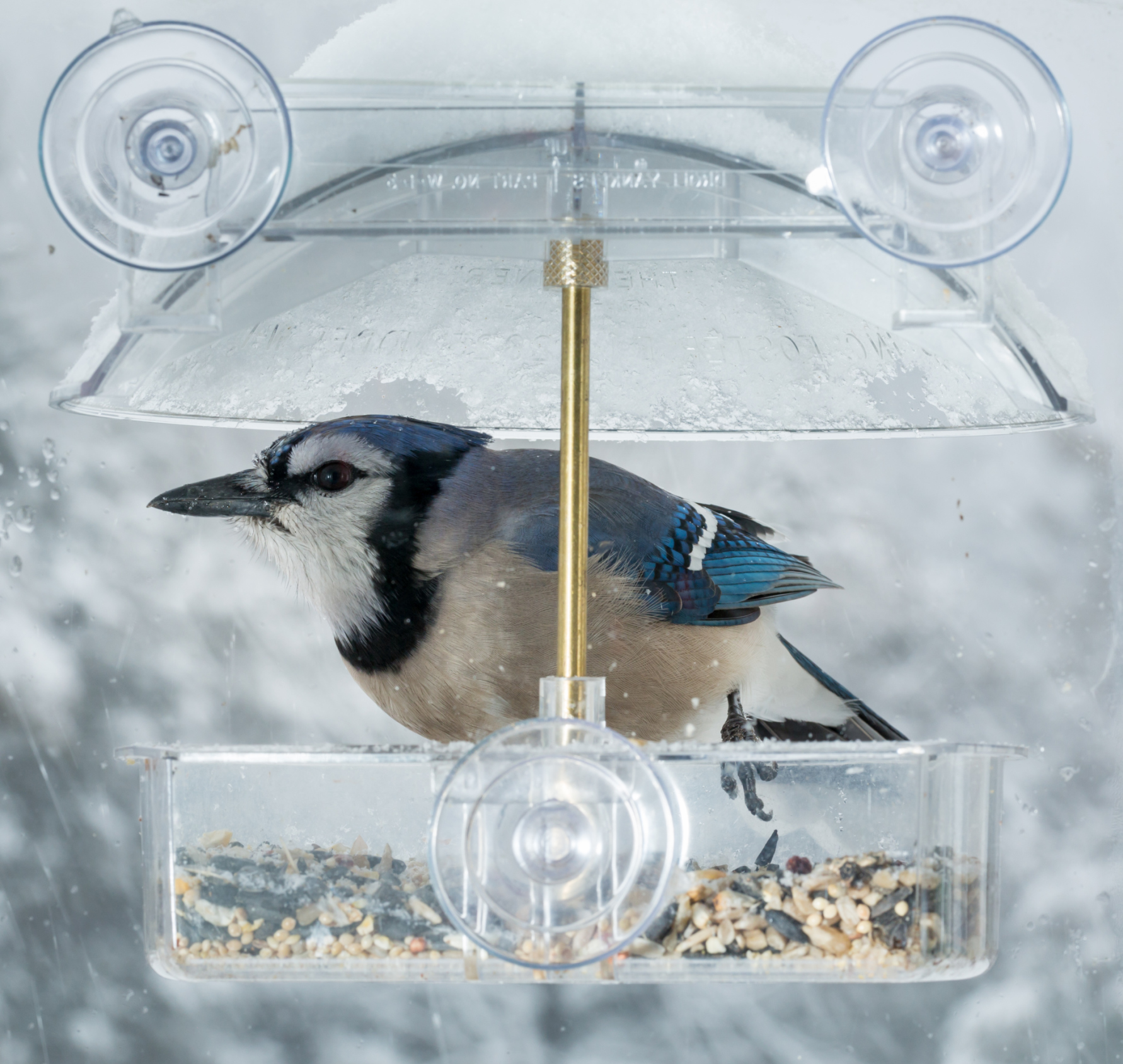 Try a Window Feeder for Up-Close Birdwatching | Lyric Wild Bird Food