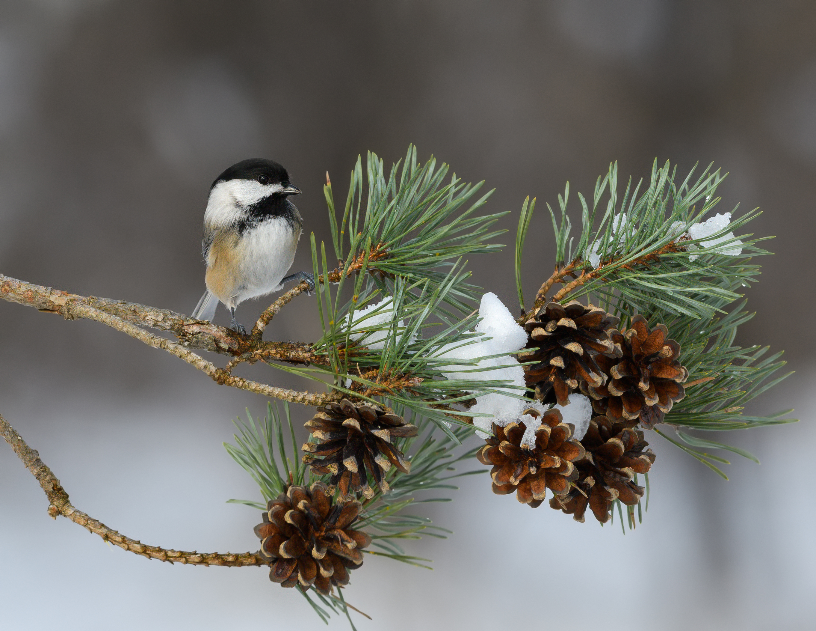 Creating a Winter Haven for Your Feathered Friends: A Guide to Bird ...