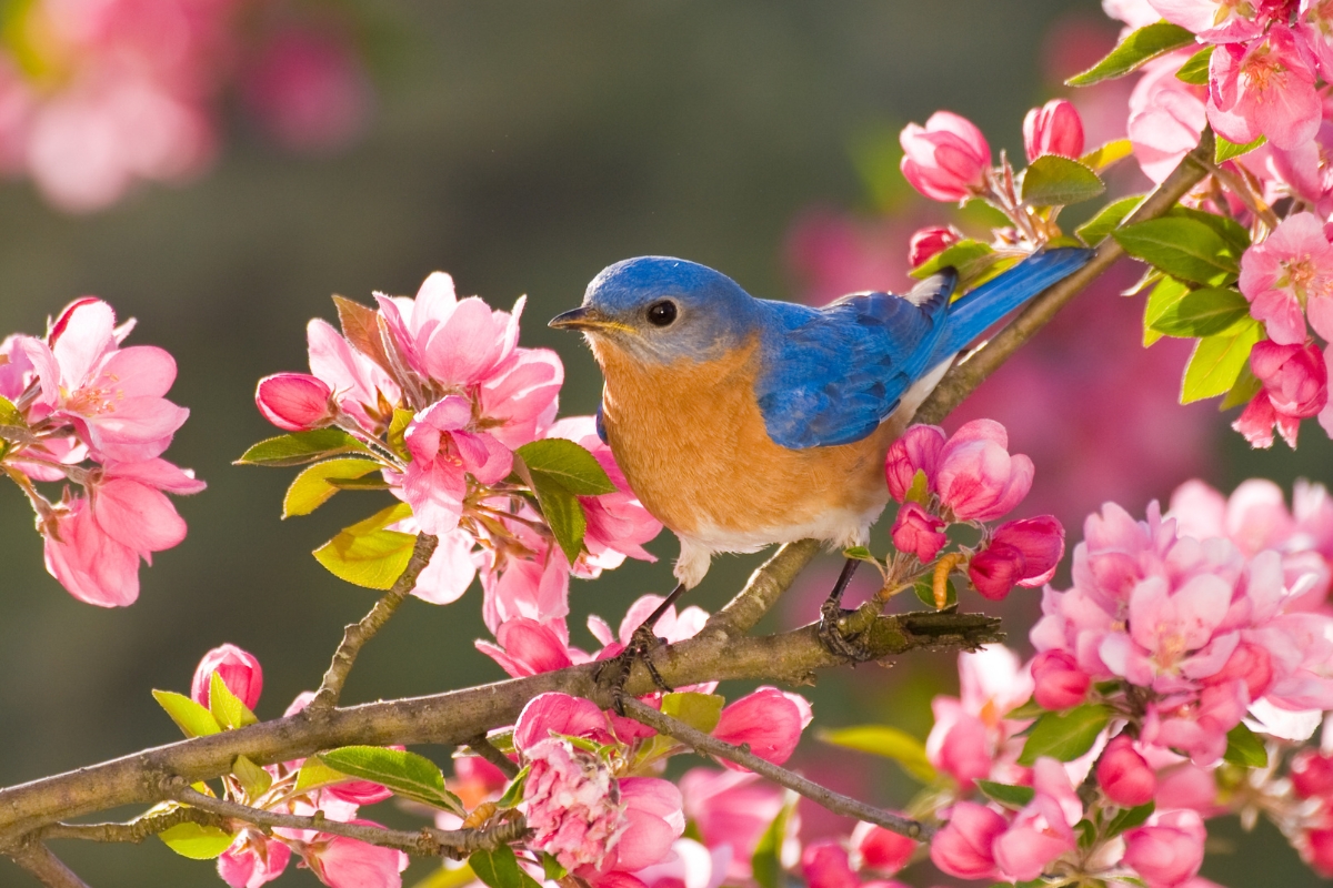 Spring Cleaning Birding Checklist | Lyric Wild Bird Food