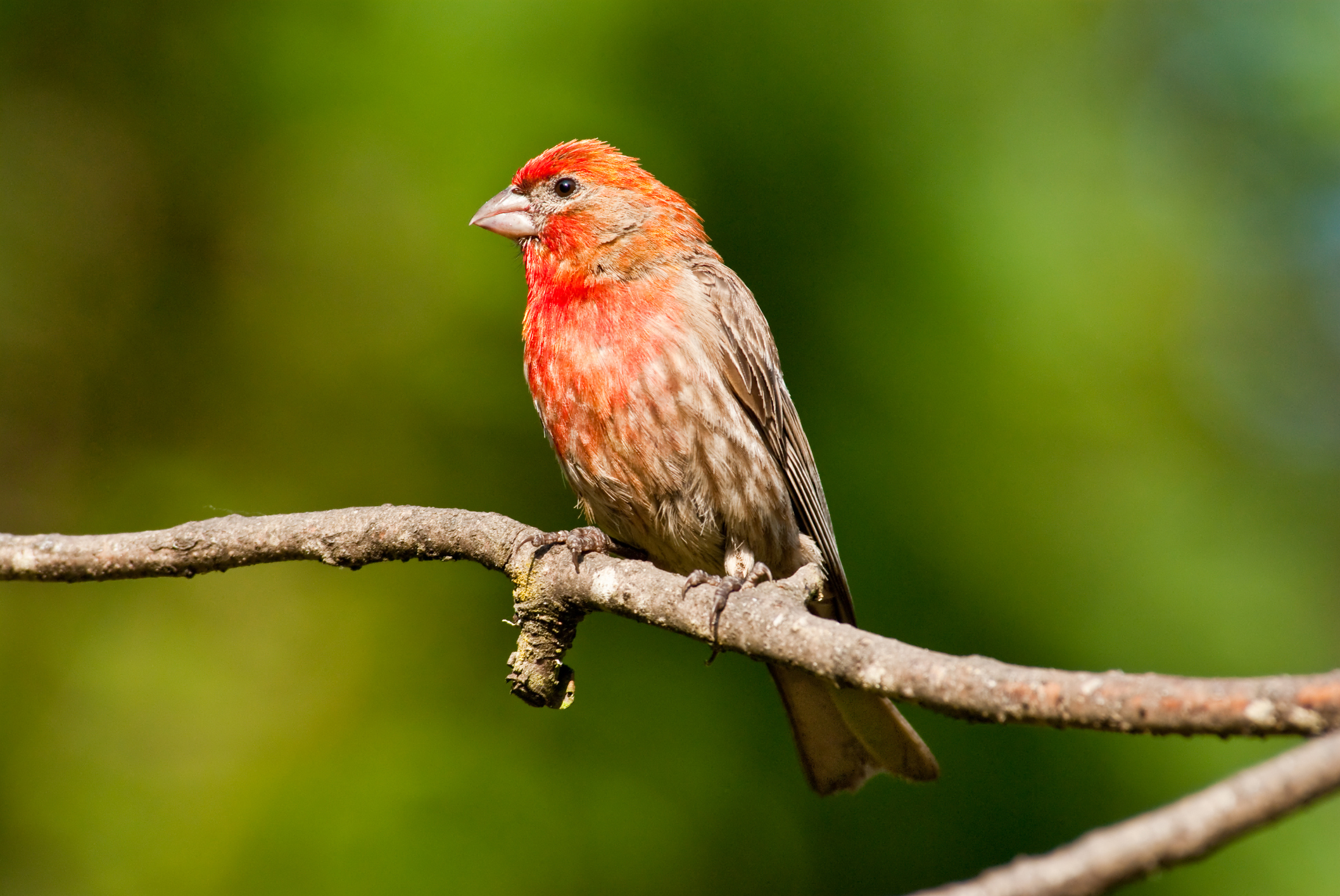 House Finch | Lyric Wild Bird Food