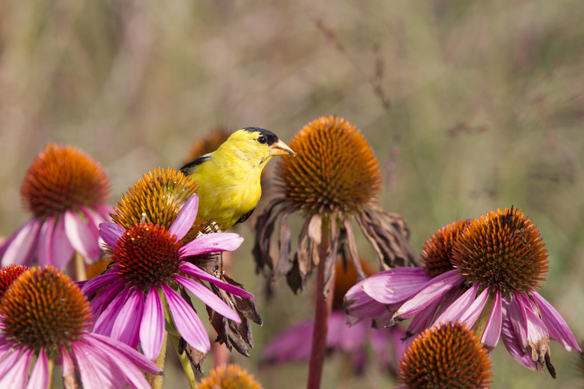 Building a Bird-friendly Landscape | Lyric Wild Bird Food