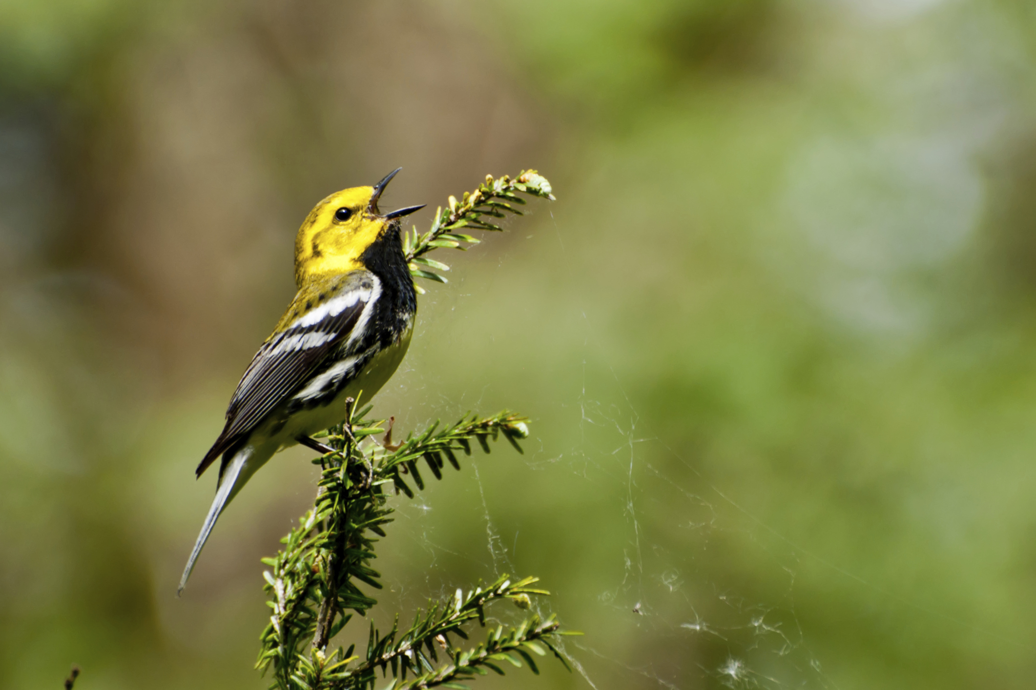 Tips for Identifying Bird Sounds | Lyric Wild Bird Food