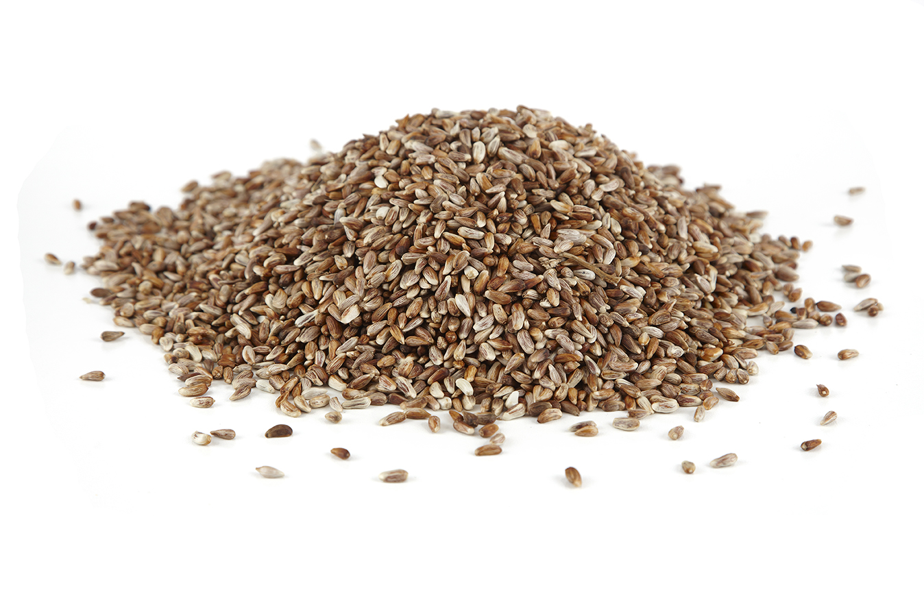 This Safflower is Golden | Lyric Wild Bird Food