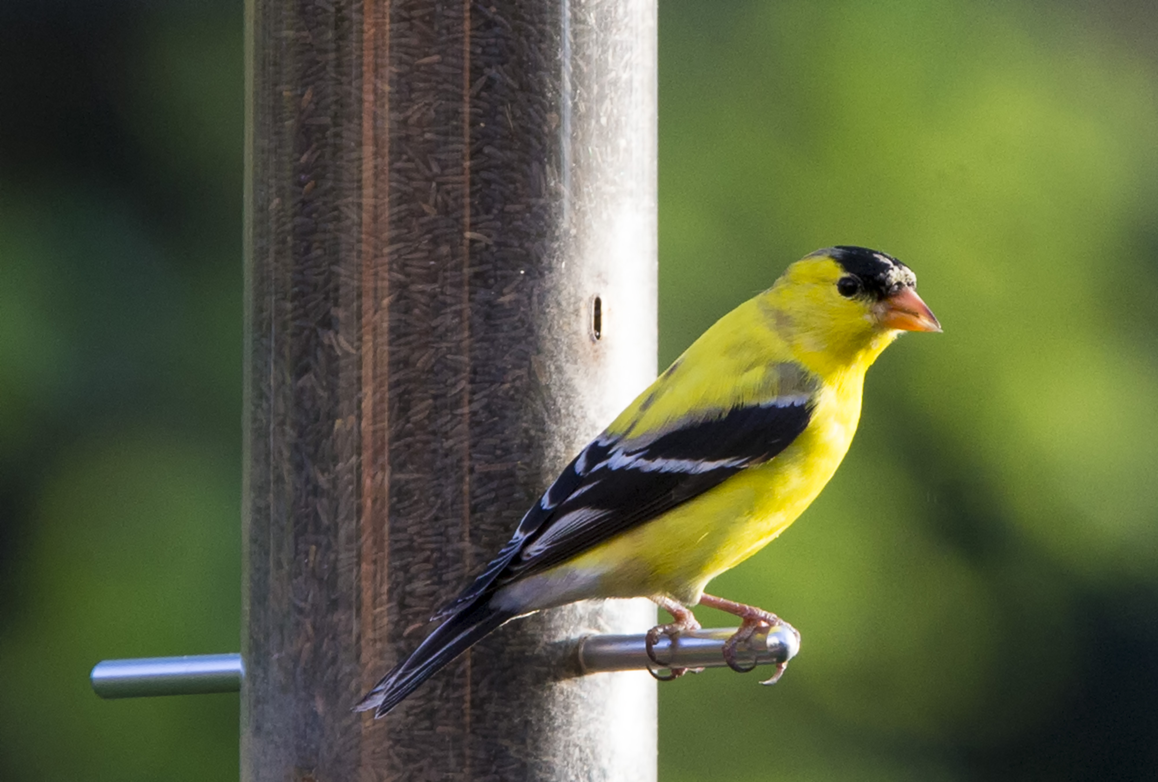 5 Fascinating Facts About Nyjer Seed | Lyric Wild Bird Food